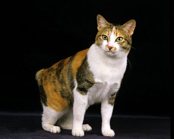 20 Weird & Strange-Looking Cat Breeds (With Info & Pictures) - Catster