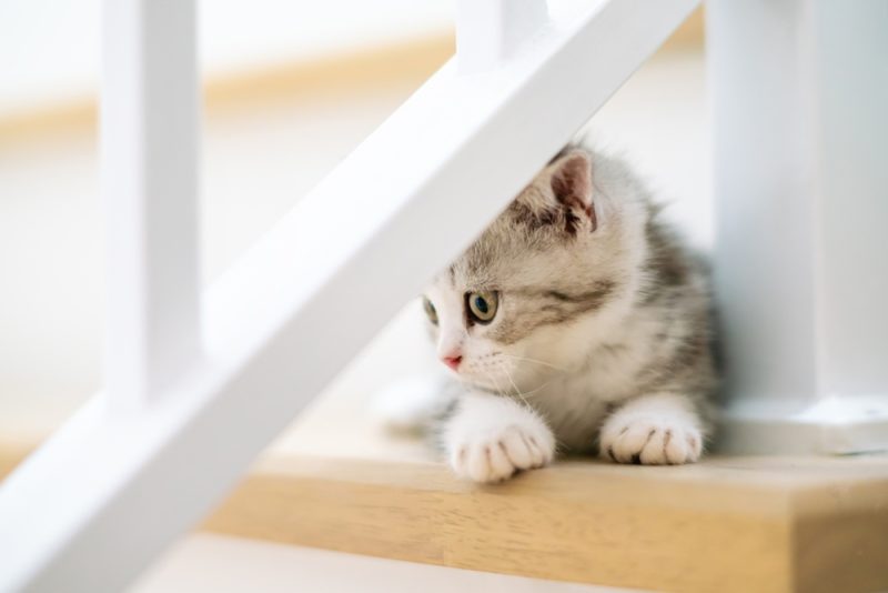 Can Kittens Climb Stairs? Early Development & Safety Info (Vet-Verified ...