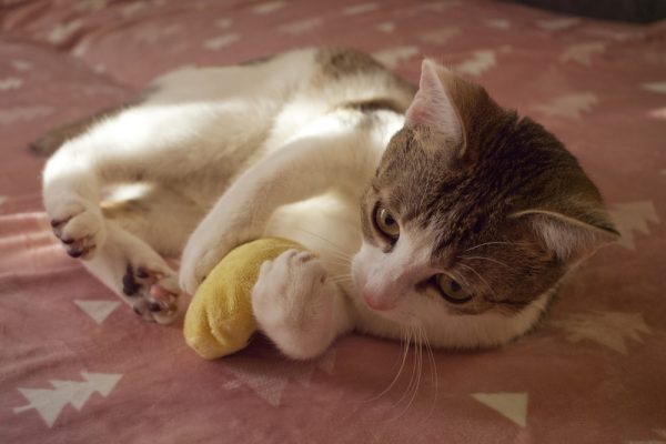 Is Catnip Safe for Kittens? Vet-Reviewed Facts & FAQ - Catster