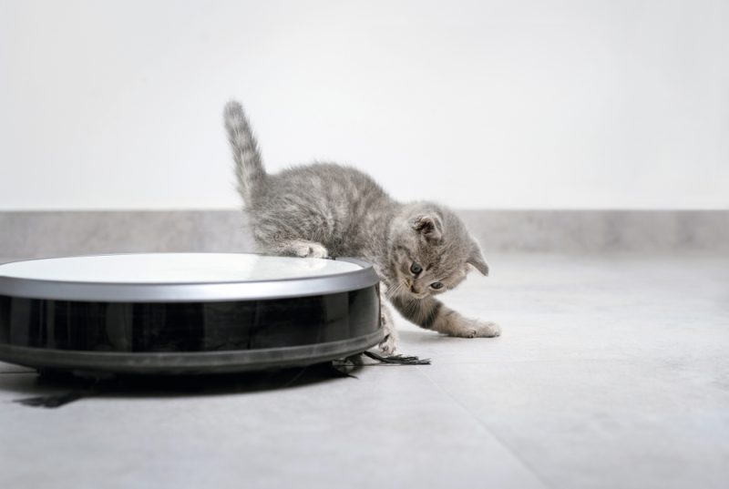 How to Socialize Your Kitten: 6 Vet-Approved Methods - Catster