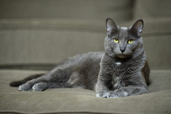 24 Medium-Sized Cat Breeds: Info, Pictures, Characteristics & Facts ...