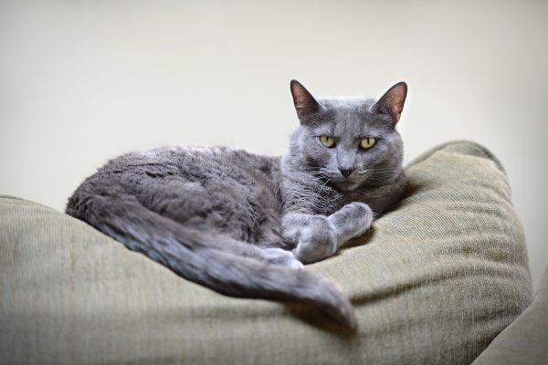 17 Lazy Cat Breeds Who Love to Chill (With Info & Pictures) - Catster