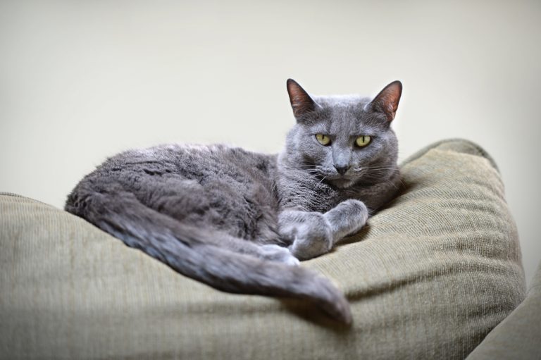 Korat Cat vs Russian Blue: Main Differences (With Pictures) - Catster