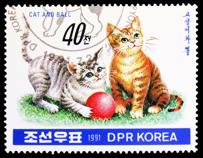 250 Korean Cat Names: Ideas for Trendy Felines (With Meanings) - Catster