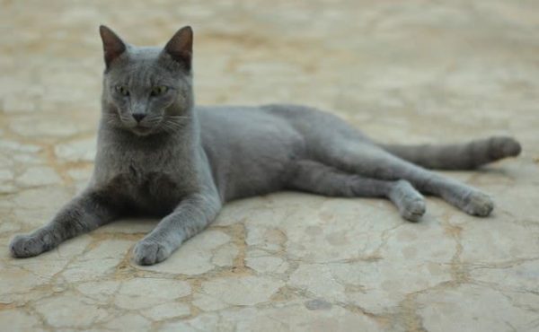 Raas Cat: Breed Info, Facts, Pictures & Care - Catster