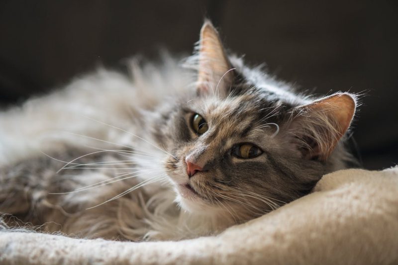 4 Curly-Haired Cat Breeds (With Info & Pictures) - Catster