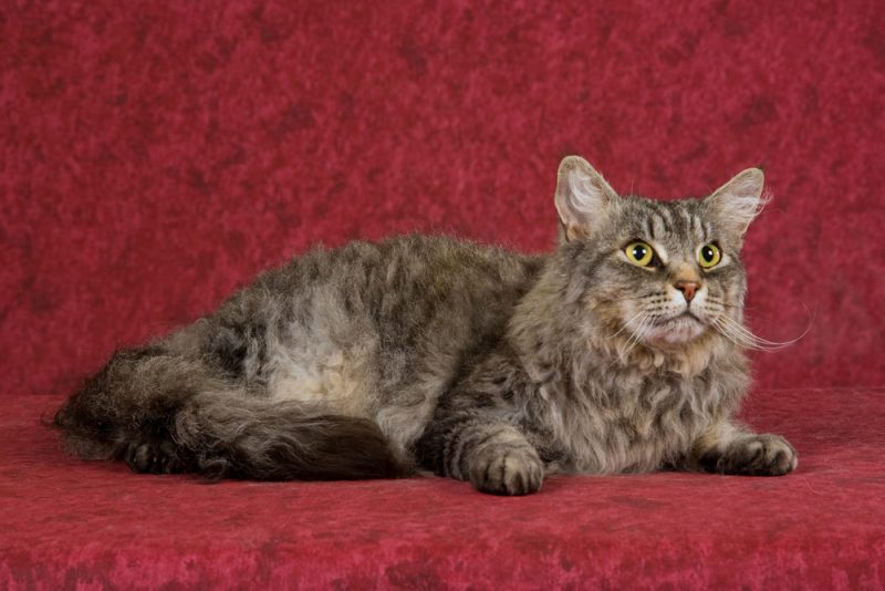 15 American Cat Breeds (With Info & Pictures) - Catster
