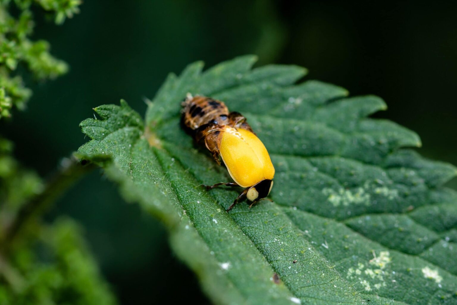 Are Lightning Bugs Poisonous to Cats? Vet-Reviewed Facts & FAQ - Catster