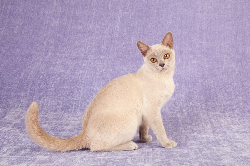 11 Types of Burmese Cat Colors, Breeds & Patterns (With Info & Pictures ...