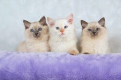 Lilac Ragdoll Cat: Info, Pictures, Facts & History - Catster