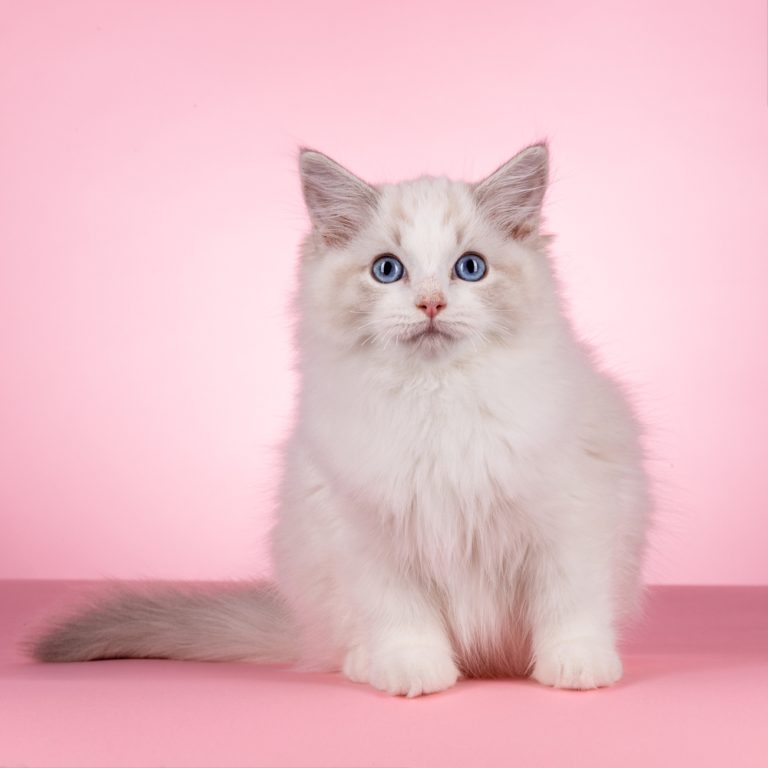 24 Types of Ragdoll Cat Colors & Patterns (With Pictures) - Catster