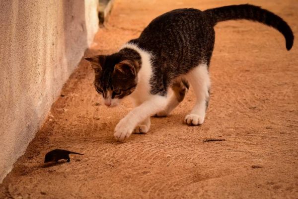 My Cat Killed a Mouse, What to Do? Our Vet Answers & Explains - Catster