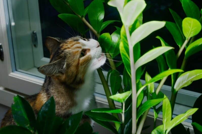 Goldfish Plant Toxic To Cats