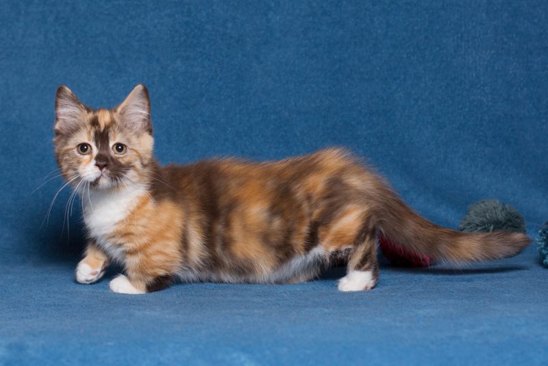 How Long Does a Munchkin Cat Live? Vet-Verified Average Lifespan, Data ...