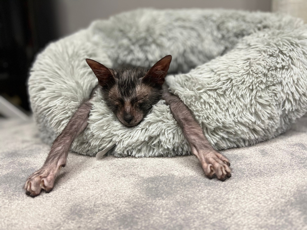 Lykoi Cat Breed (Wolf Cat): Pictures, Info, Care Guide & More - Catster