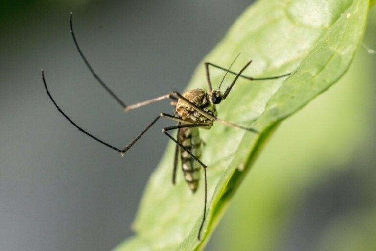 Can Cats Get Bitten by Mosquitos? Vet-Reviewed Risks & Preventions ...