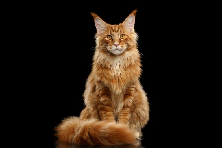 Maine Coon Cat Breed Info: Pictures, Info, Temperament & Traits - Catster