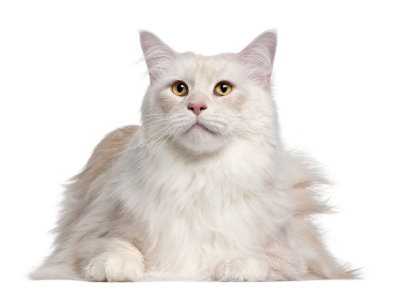 White Maine Coon Cat Breed Info: Pictures, Temperament & Traits - Catster