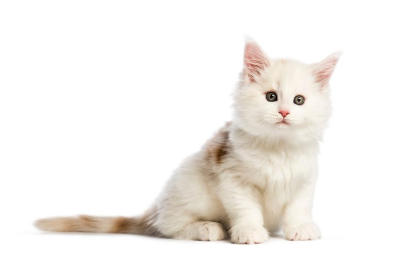 White Maine Coon Cat Breed Info: Pictures, Temperament & Traits - Catster