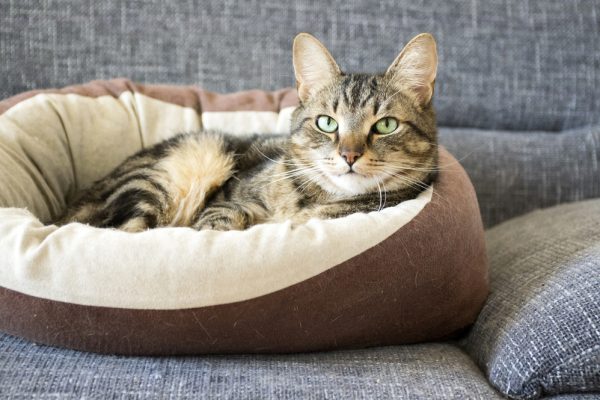 How to Tell if My Cat Still Has Kittens Inside: 10 Vet-Reviewed Signs ...