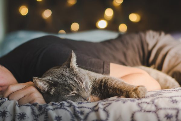 Why Does My Cat Sleep Next to Me? 5 Vet-Reviewed Reasons for This ...