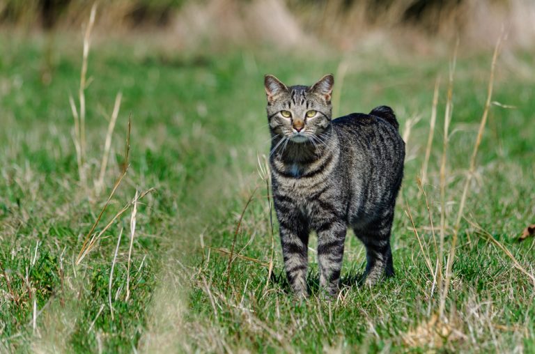 Manx Cat Breed: Info, Pictures, Temperament & Traits - Catster