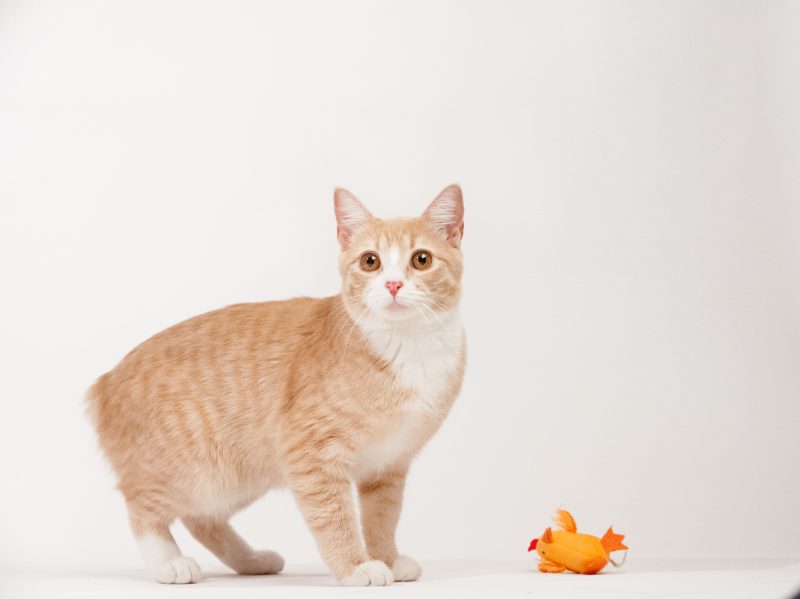 14 Cat Breeds That Act Like Dogs (With Info & Pictures) - Catster