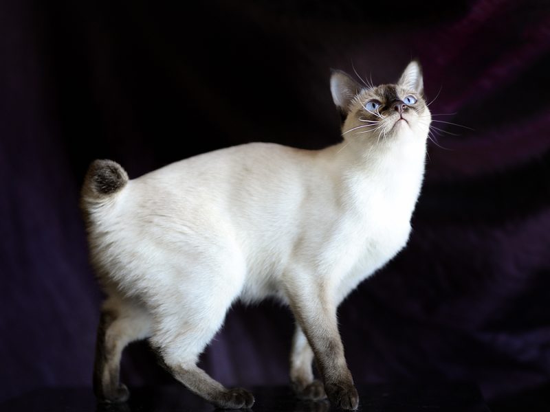 Mekong Bobtail Cat Breed: Info, Pictures, Traits & Facts - Catster