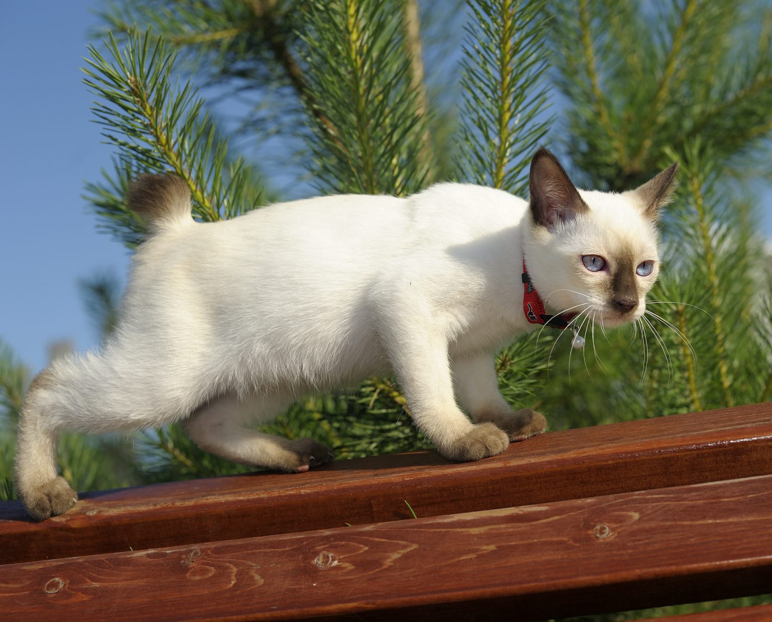 Ever Wonder Why Your Cat’s Tail Is So Long? Here’s Why - Catster