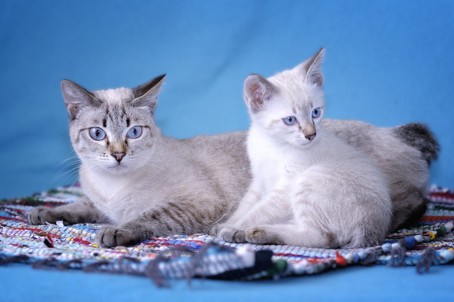 Mekong Bobtail Cat Breed: Info, Pictures, Traits & Facts - Catster