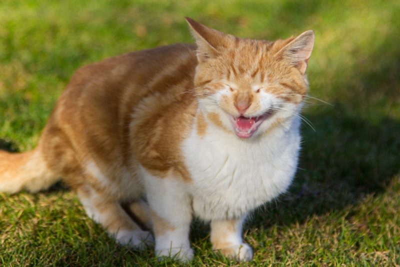 Why is My Cat Pacing? 8 Vet-Verified Reasons & How You Can Help - Catster