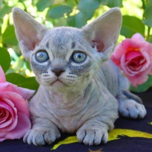 6 Hairless Cat Breeds: Vet-Approved Info (With Pictures) - Catster