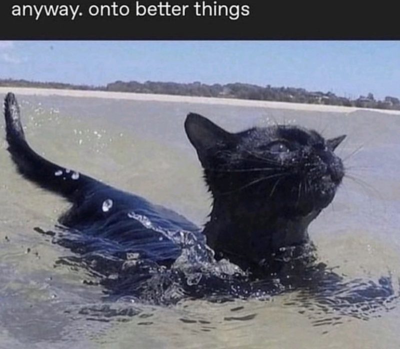 35 Kitten Memes: Cute, Funny & Adorably Evil Kittens - Catster