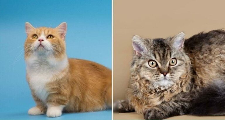 Lambkin Cat Breed Info: Pictures, Facts & Traits - Catster