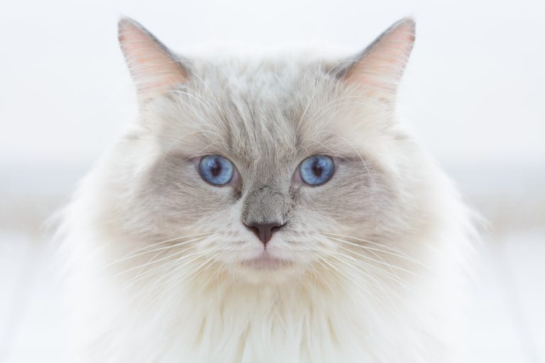 8 Most Common Cat Colors (With Info, Pictures & Breeds) - Catster