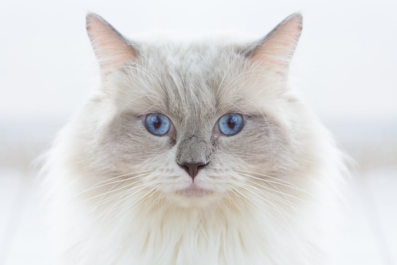 8 Most Common Cat Colors (With Info, Pictures & Breeds) - Catster
