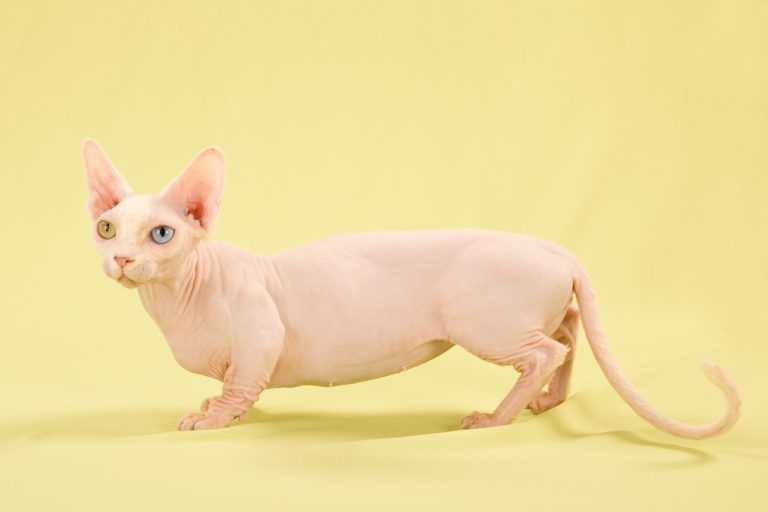7 Cat Breeds With Very Short Legs: Vet-Approved Info & Pictures - Catster