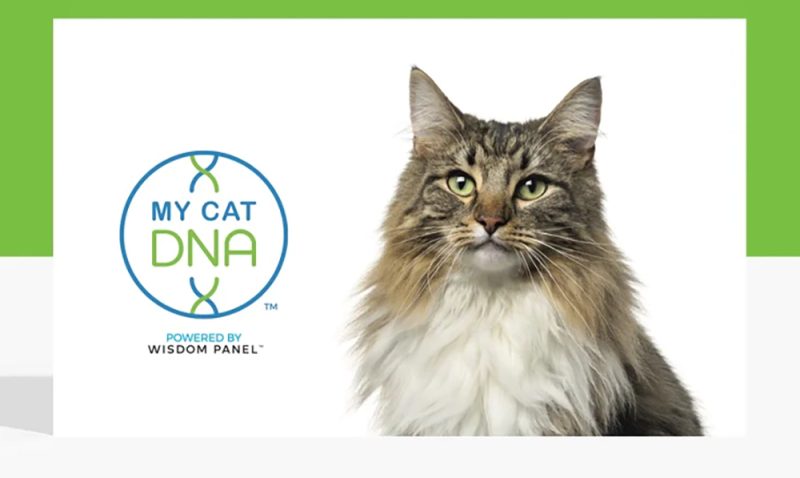 5 Best Cat DNA Tests of 2025 - Reviews & Top Picks - Catster