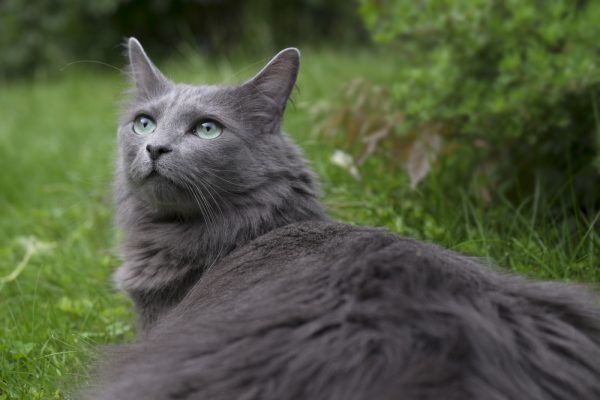 Nebelung Cat Breed Info: Pictures, Traits & Facts - Catster