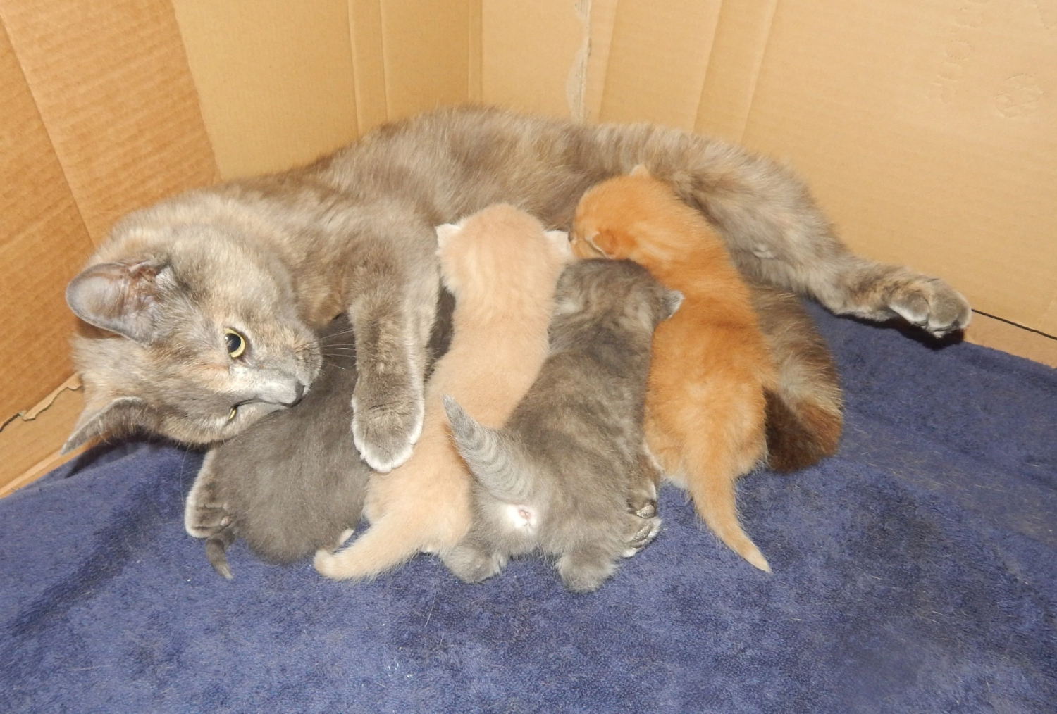 6 Amazing DIY Cat Birthing Box Plans You Can Create at Home - Catster