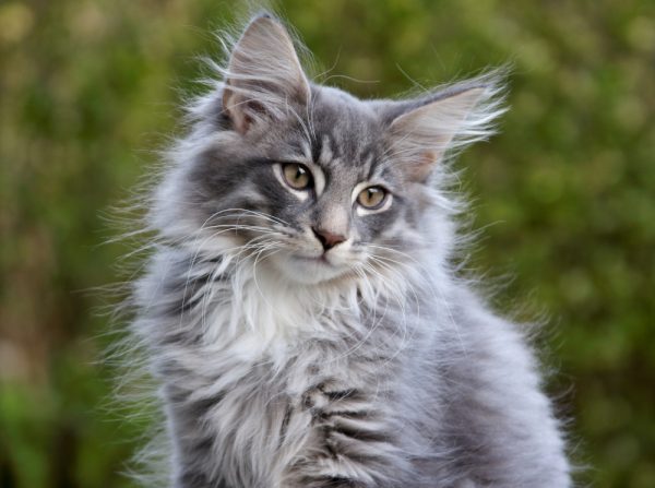 13 Cat Breeds With Ear Tufts (With Info & Pictures) - Catster