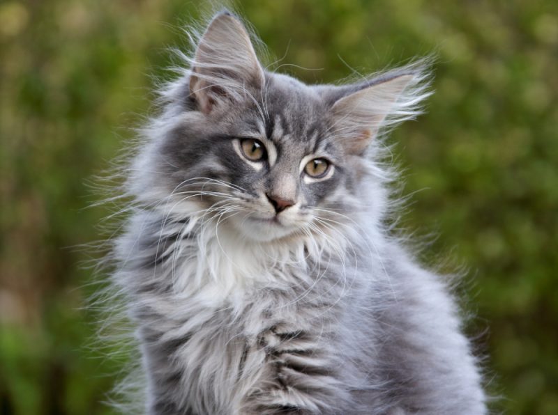 13 Cat Breeds With Ear Tufts (With Info & Pictures) - Catster
