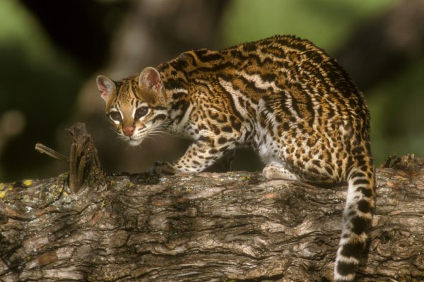 10 Exotic Cat Breeds That Are Legal to Keep as Pets in the US (With ...