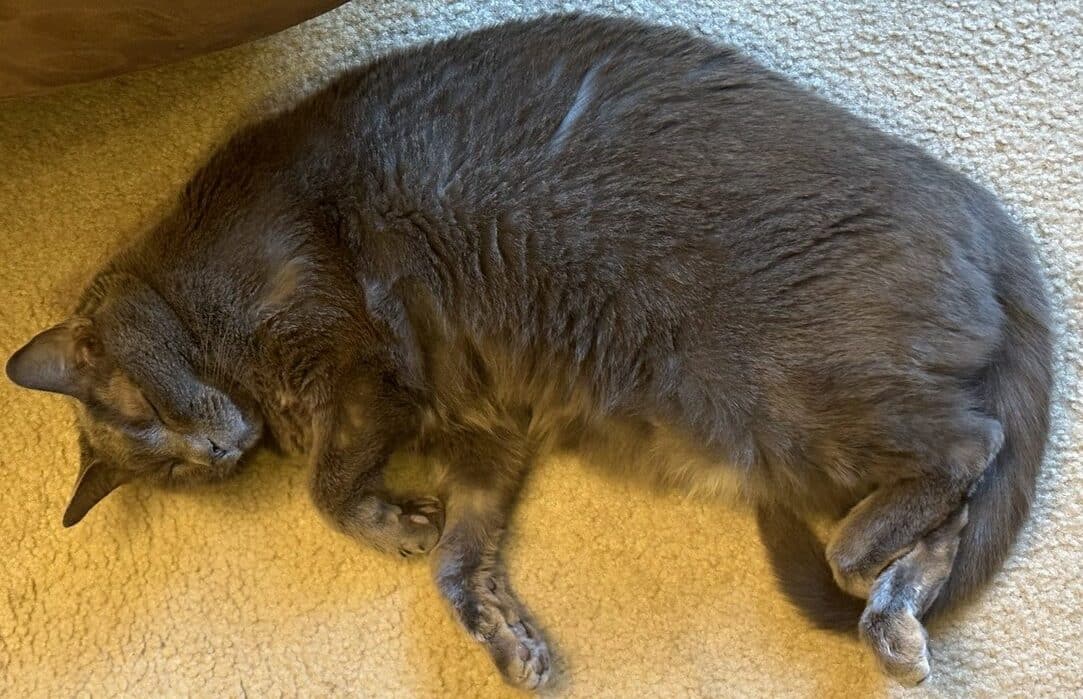 Introducing the Catsters: Christopher & Olga, His Russian Blue Baby ...