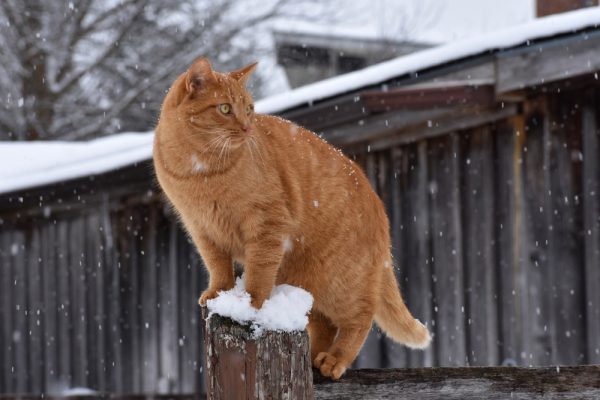 160+ Country Cat Names: Great Ideas for Your Western Cat - Catster