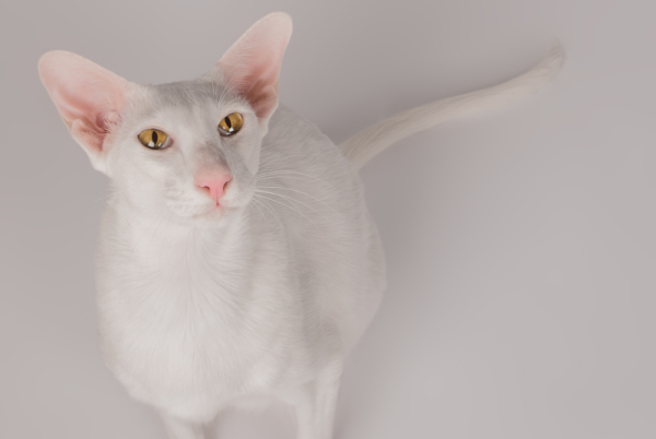 8 Most Common Cat Colors (With Info, Pictures & Breeds) - Catster