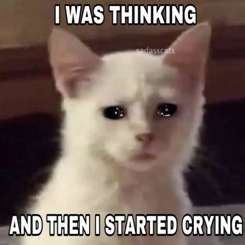 50 Perfect Crying Cat Memes - Sad But Hilarious Jokes - Catster