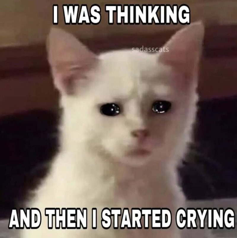 50 Perfect Crying Cat Memes - Sad But Hilarious Jokes - Catster