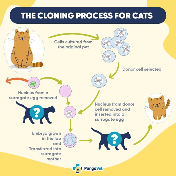 Is It Ethical To Clone A Cat? The Interesting Answer (Vet-Reviewed ...