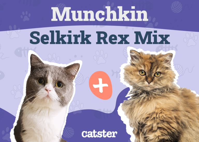 Lambkin Cat Breed Info: Pictures, Facts & Traits - Catster